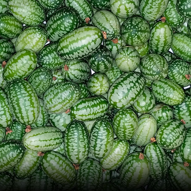 Our Products | Central Coast Organic Food Hub | Coke Farm Organics