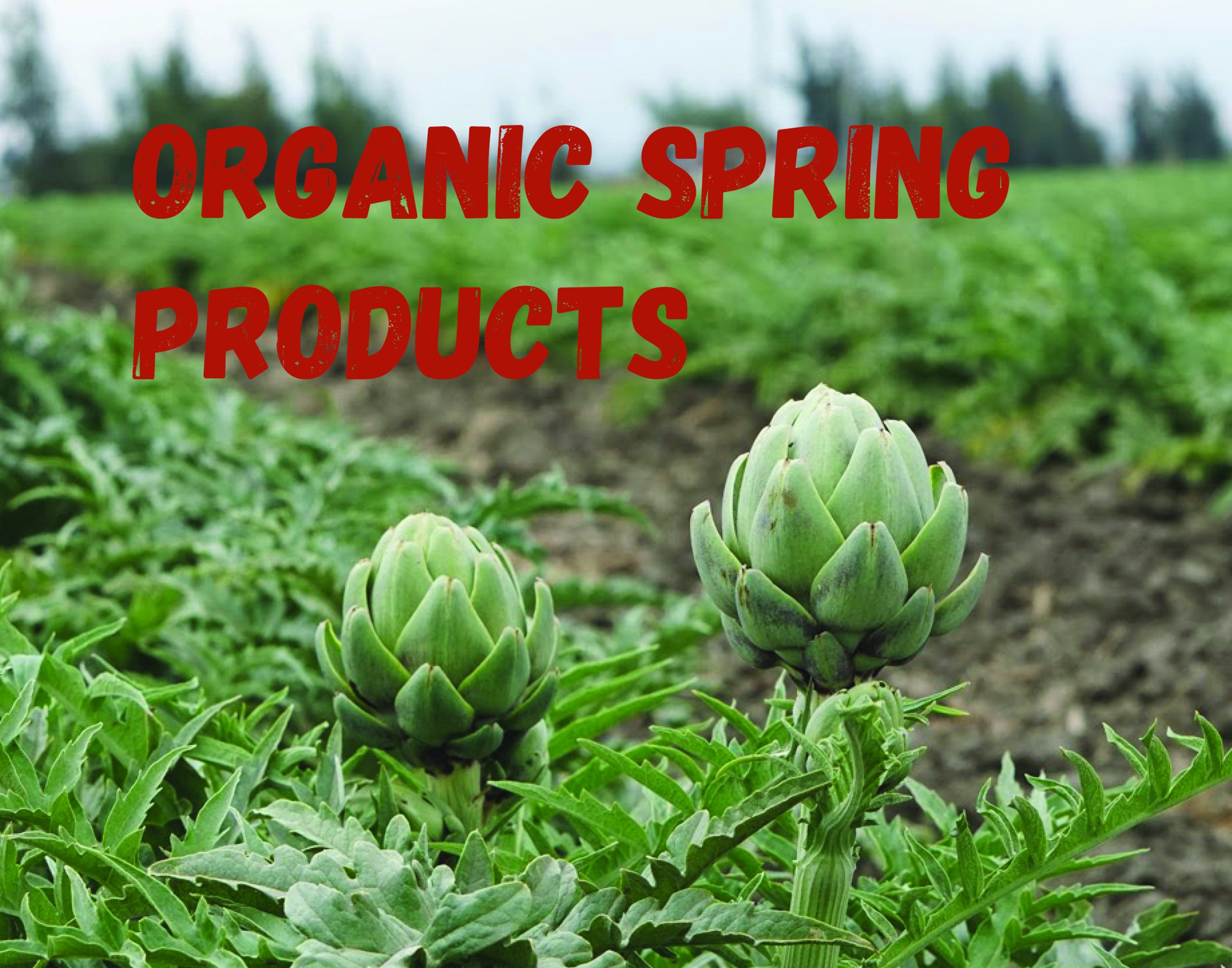 Welcome to Coke Farm | Central Coast Organic Food Hub Since 1981